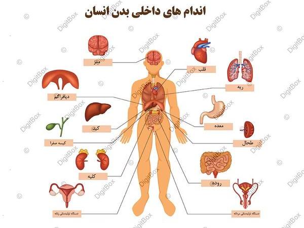 عکس اعضای بدن با اسم - DigitBox