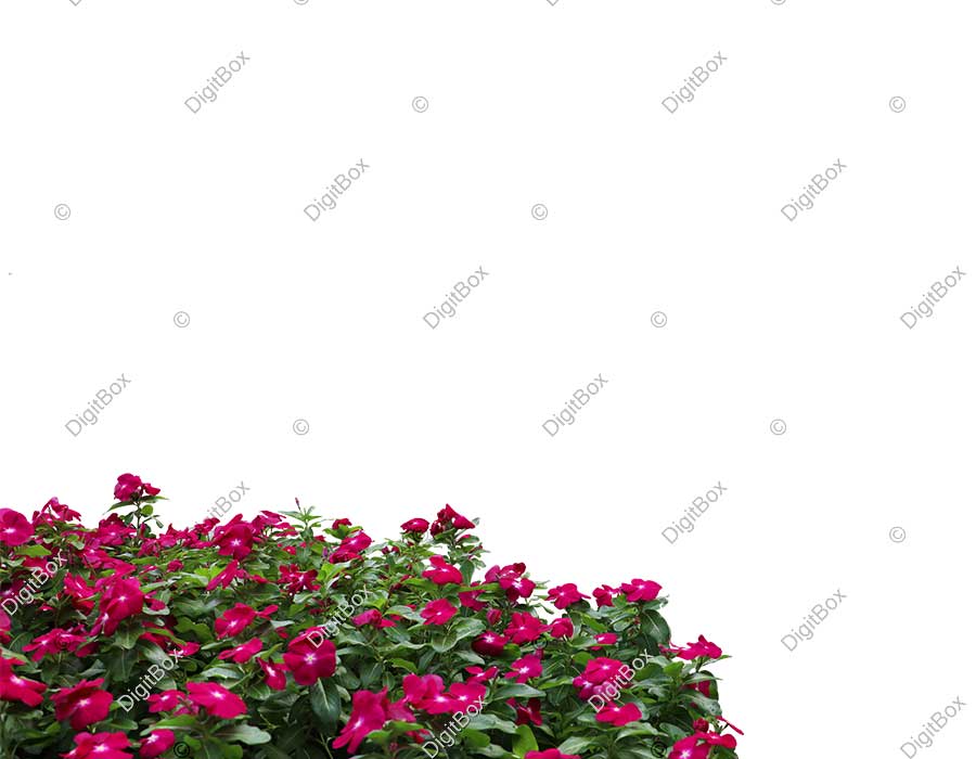 عکس بوته گل png - دیجیت باکس - DigitBox